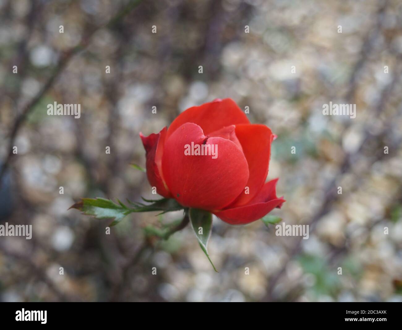 Single flower, red rose "Hot Chocolate Stock Photo - Alamy