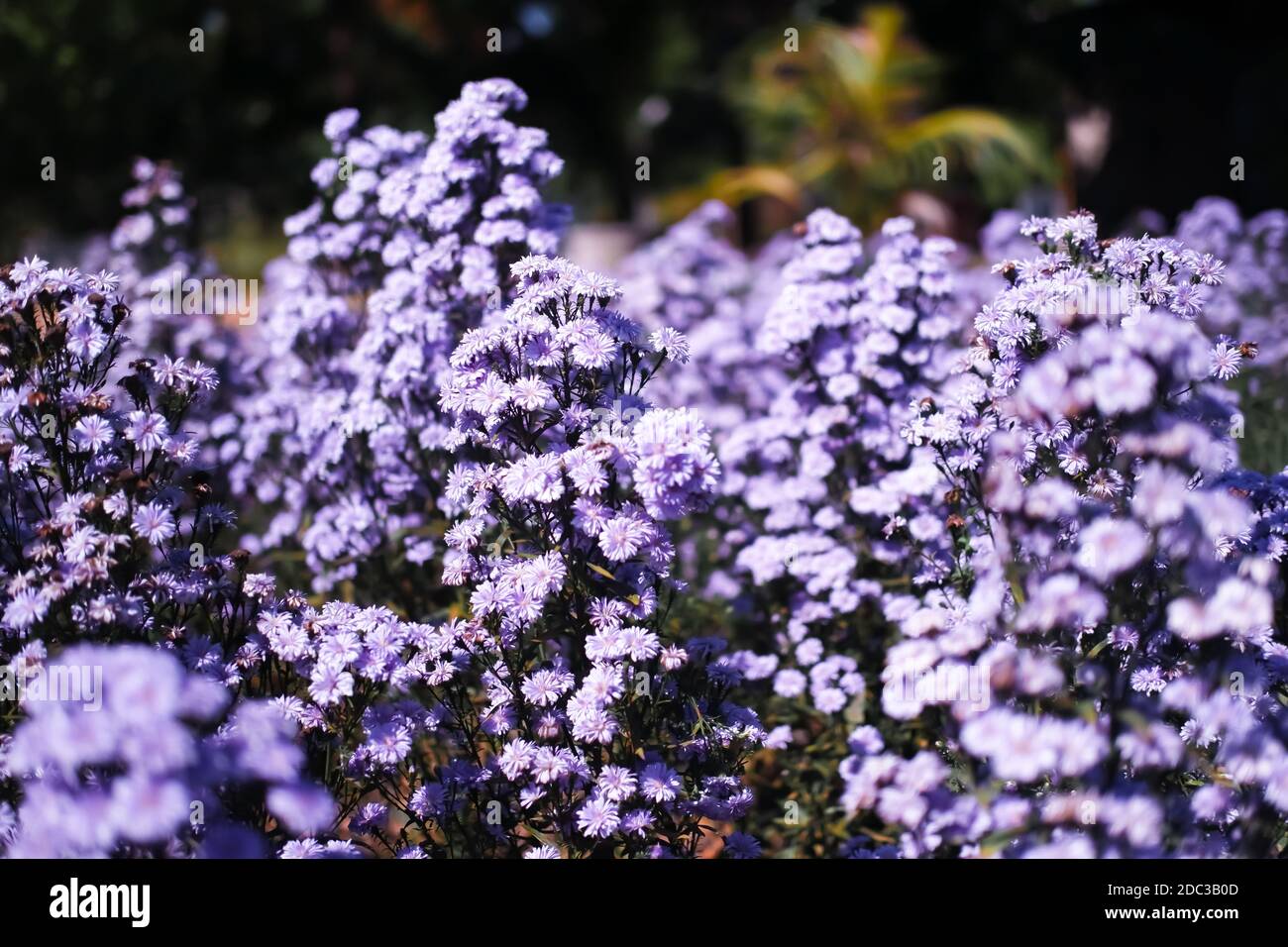 Margaret field hi-res stock photography and images - Alamy