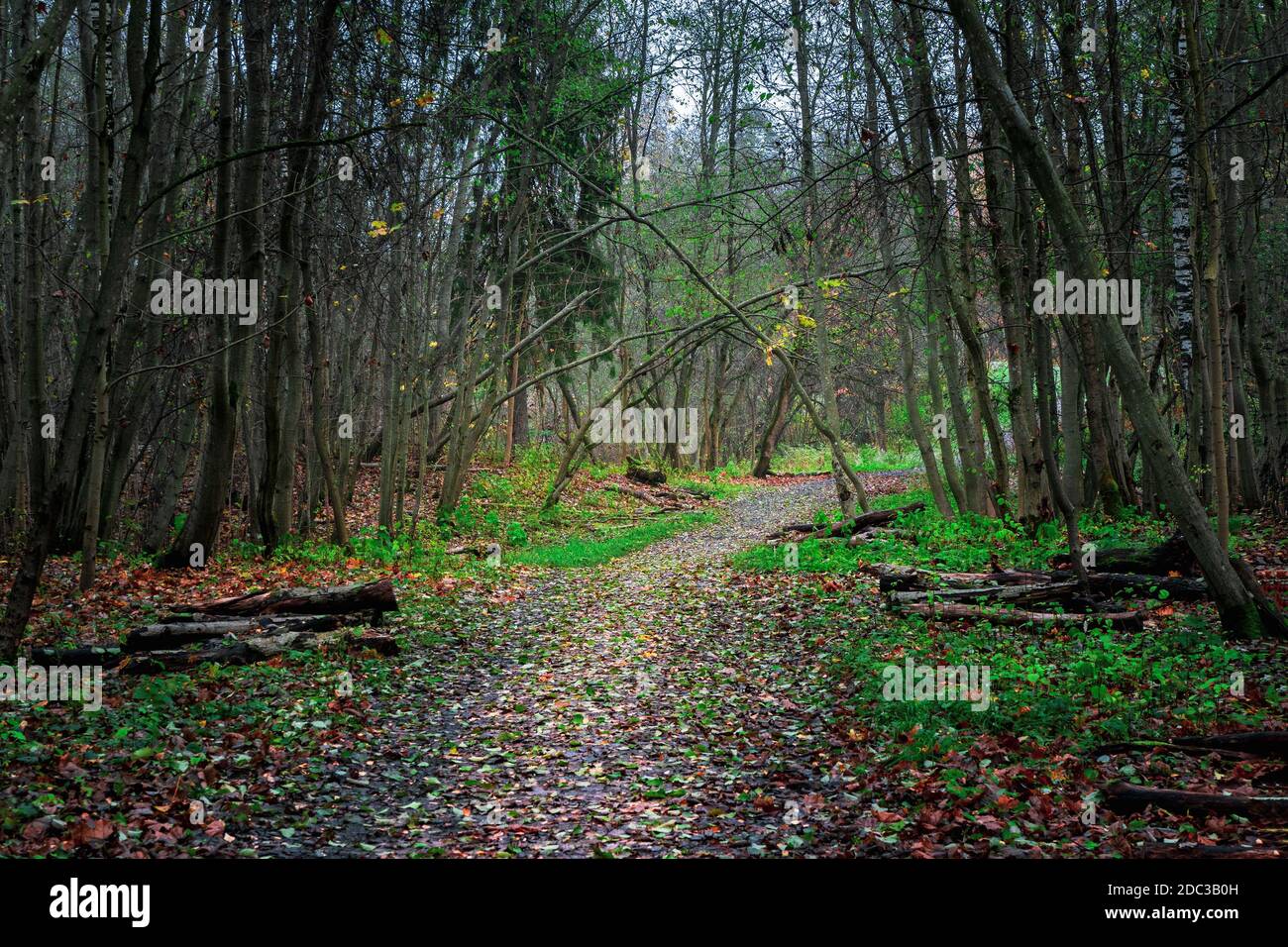 Clearing the forest of dead wood. Forest alley with piles of branches ...