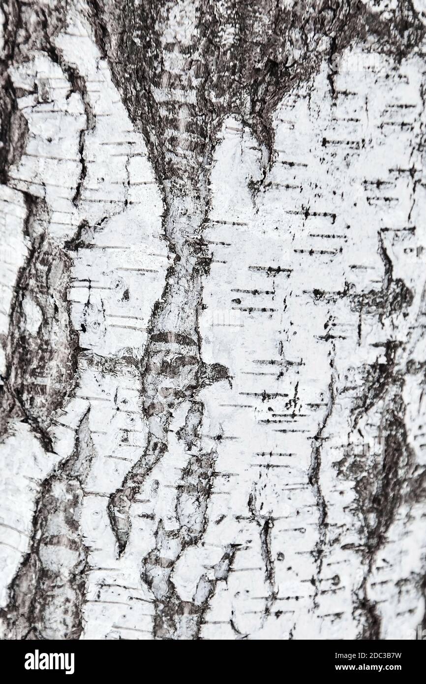 Birch Tree Bark Background