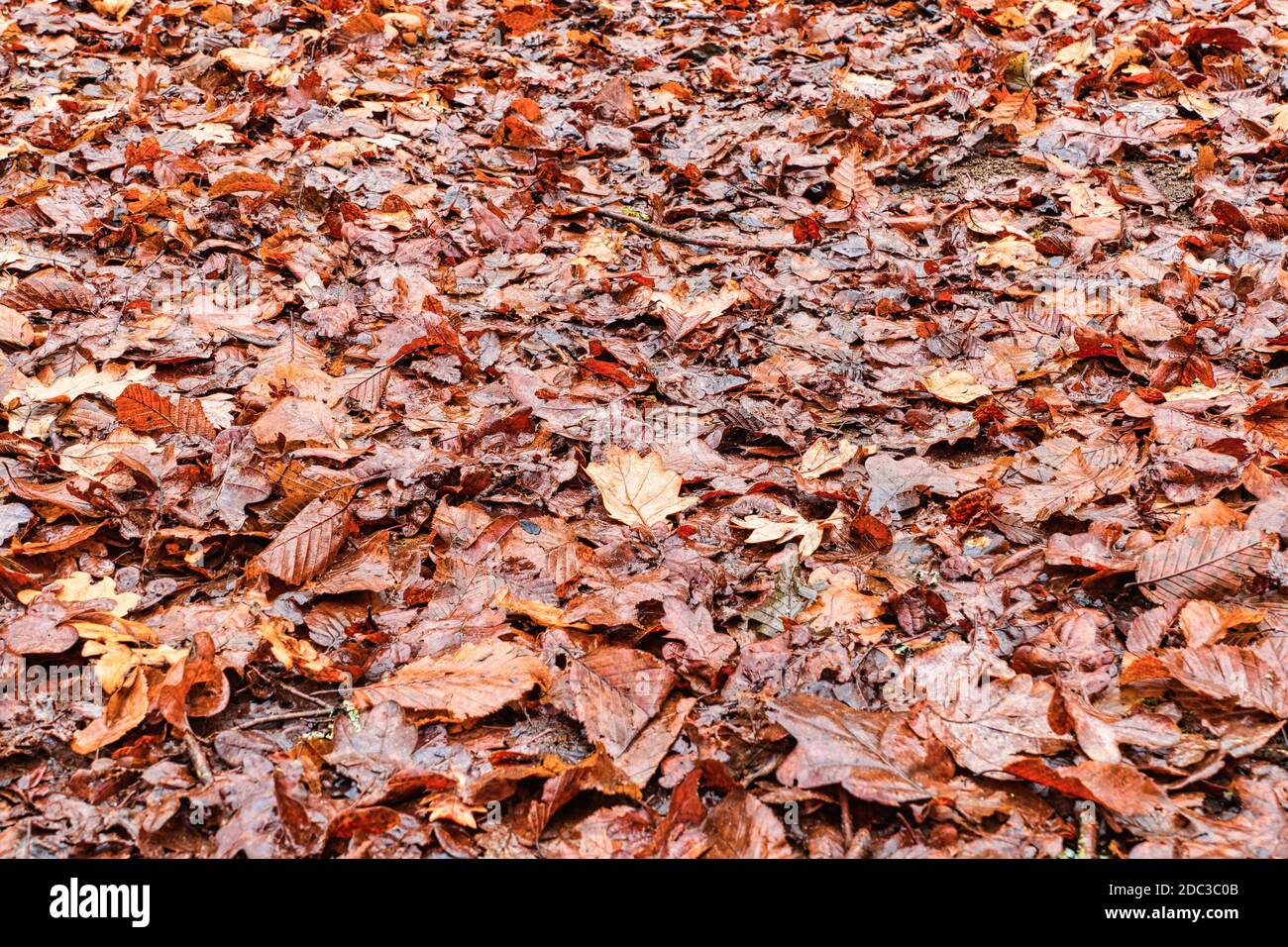 Dry and Wet Fallen Maple Leaves on a Ground Stock Photo - Alamy