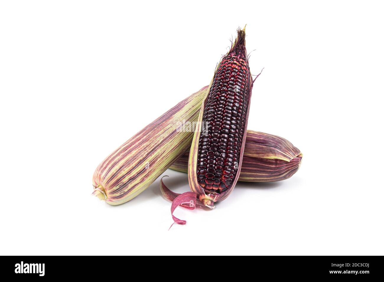 Red sweet corn or Siam Ruby Queen can be eaten fresh isolated on a ...