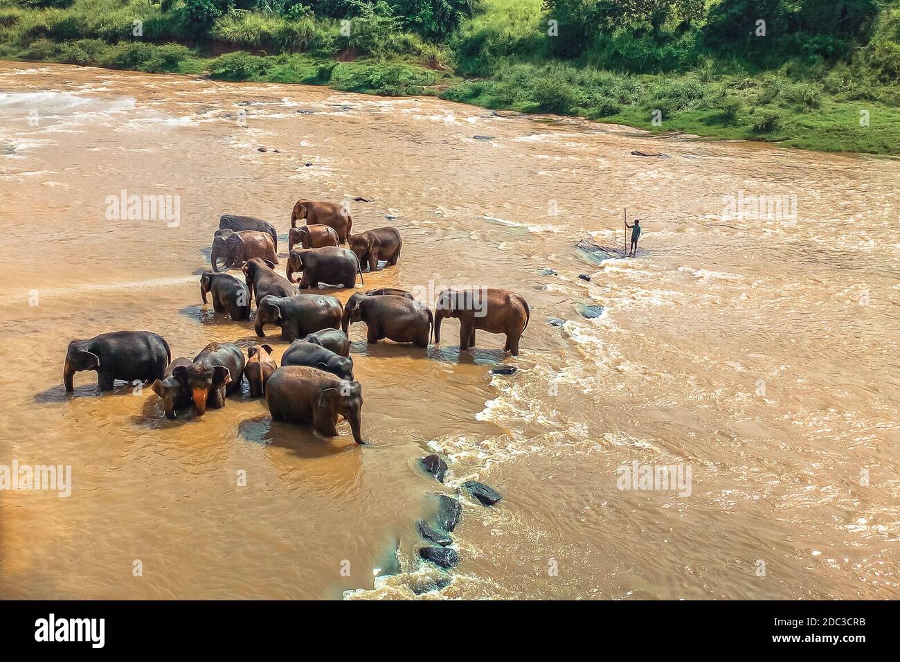 Wild elephants wash in the orange river water. Animals in the wild ...