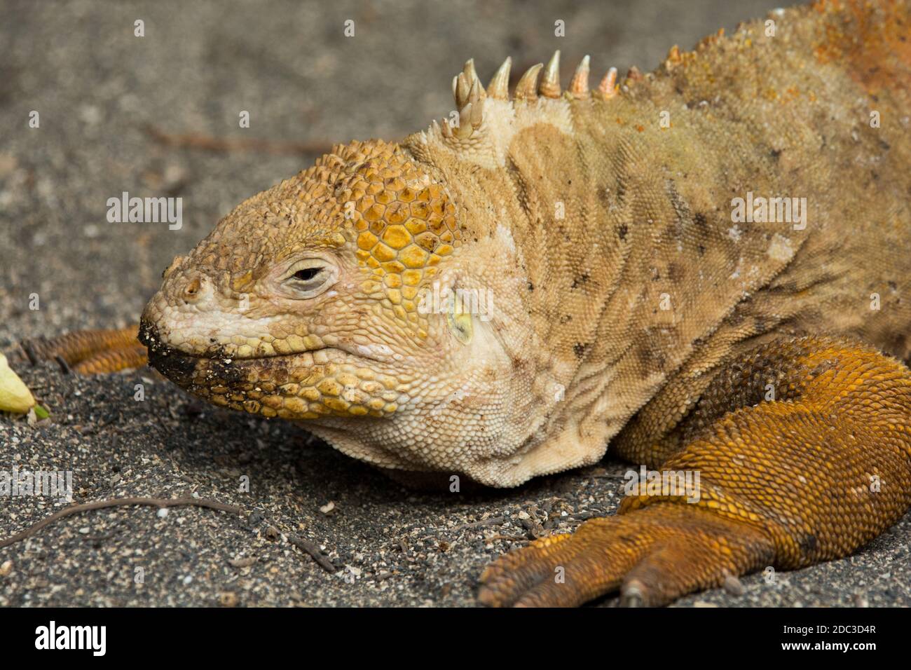 Mannchen Boden High Resolution Stock Photography and Images - Alamy