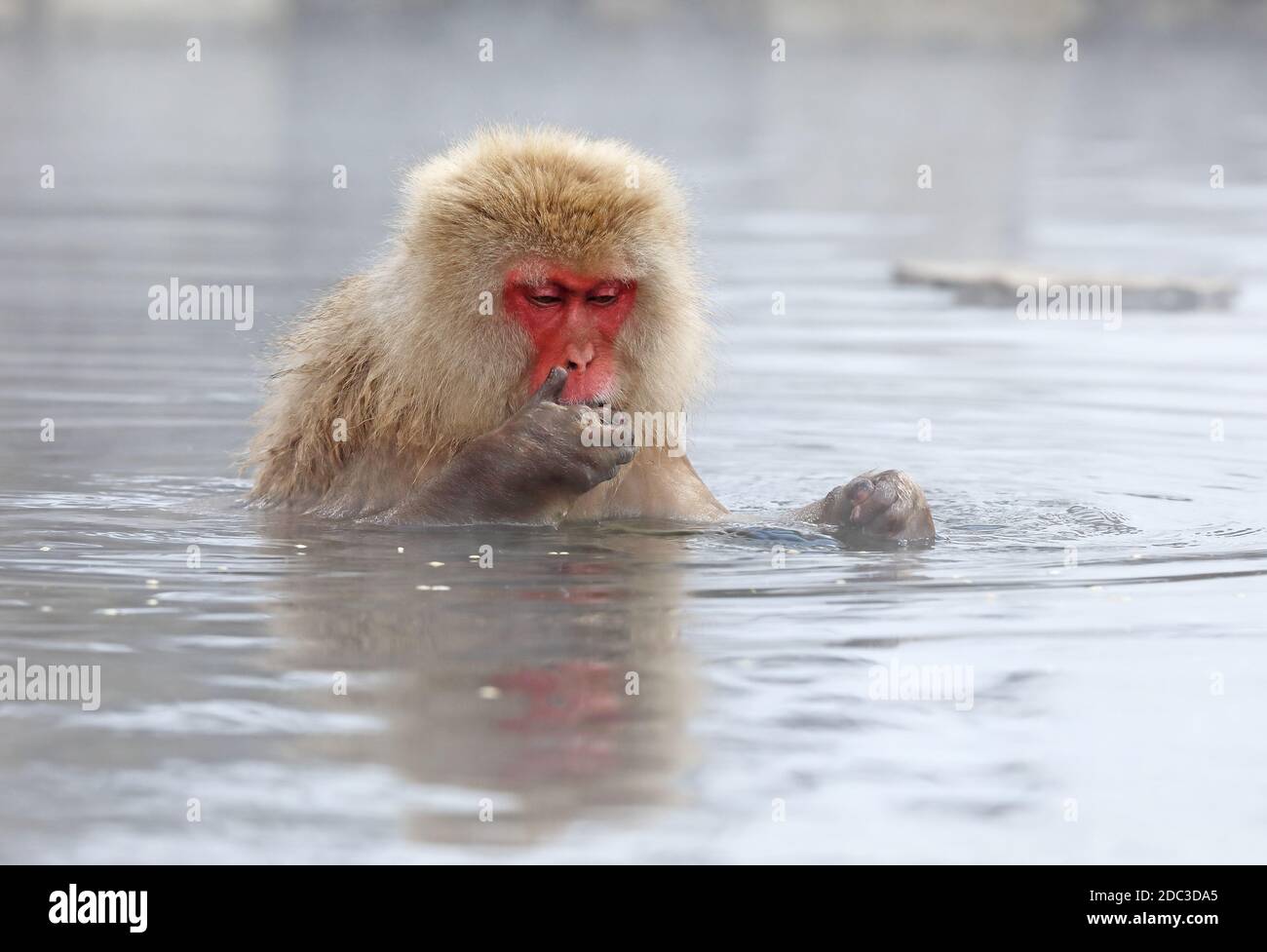Japanese Macaque (Macaca fuscata) 'Snow Monkey' in thermal pool ...