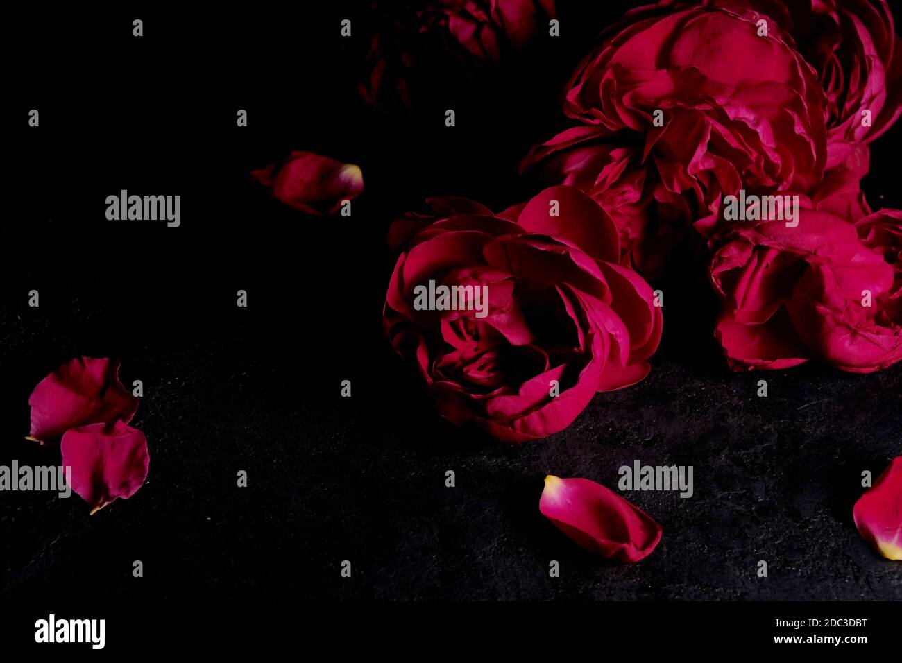 Beautiful dark red piano rose heads and petals on a black background ...
