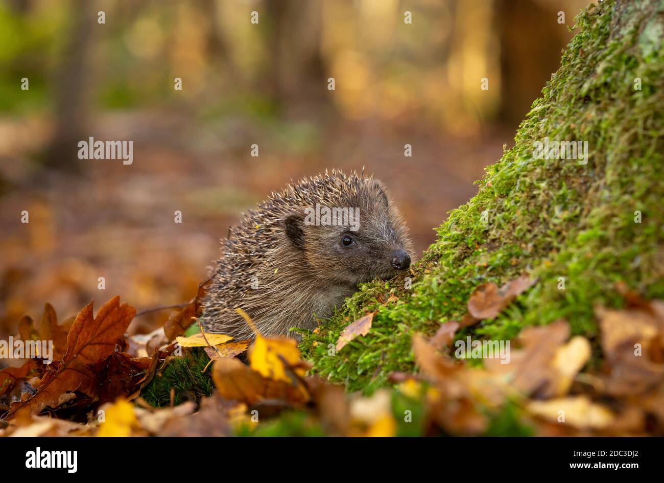 Wild, native hedgehog foraging in hedgehog friendly garden. Taken ...