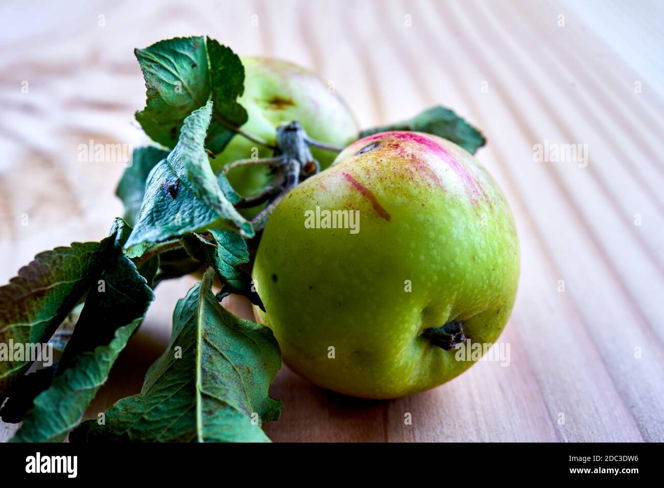 Apples, small, old, wrinkled and with brown spots and worms, with ...