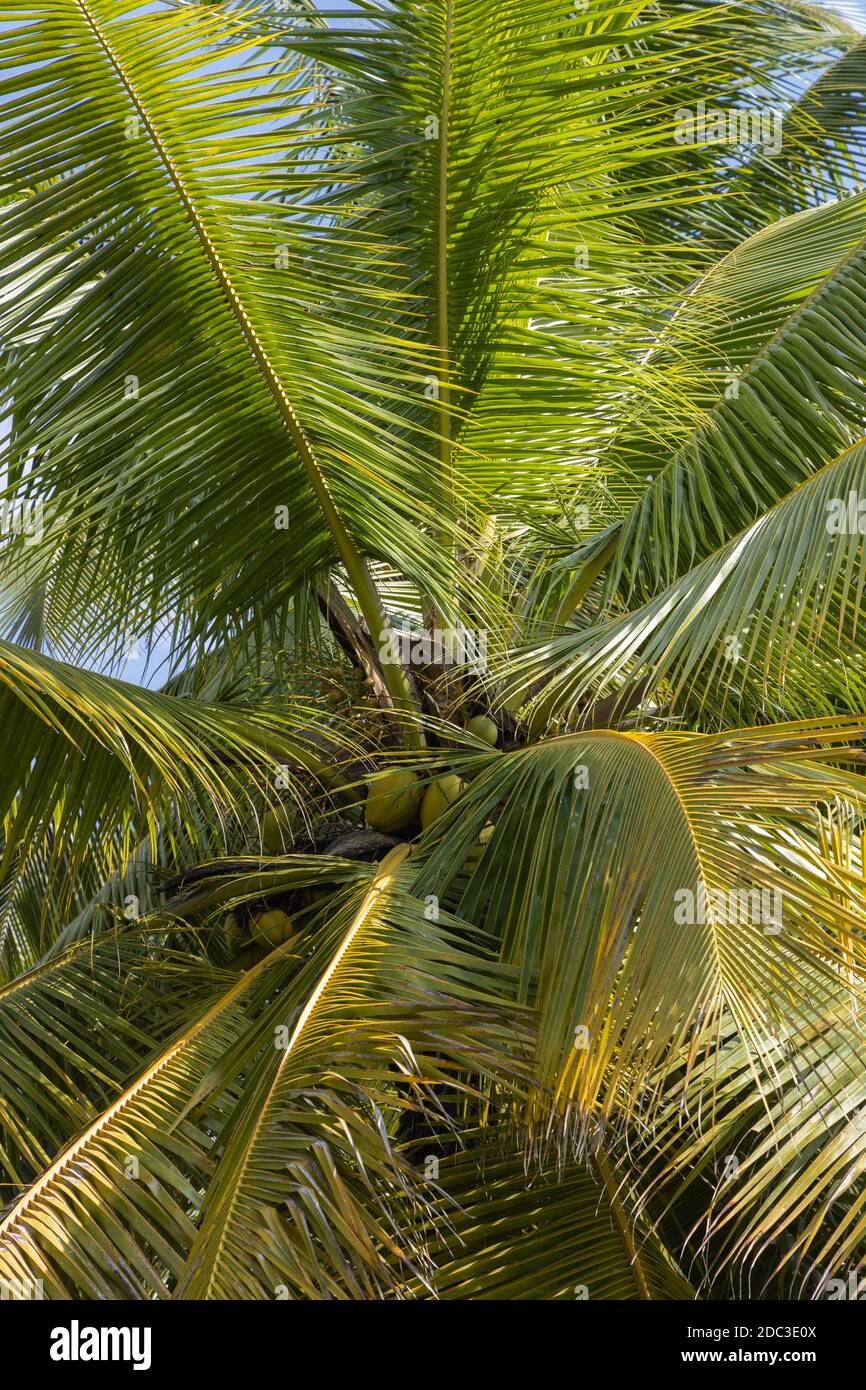 Healthy coconut tree hi-res stock photography and images - Alamy