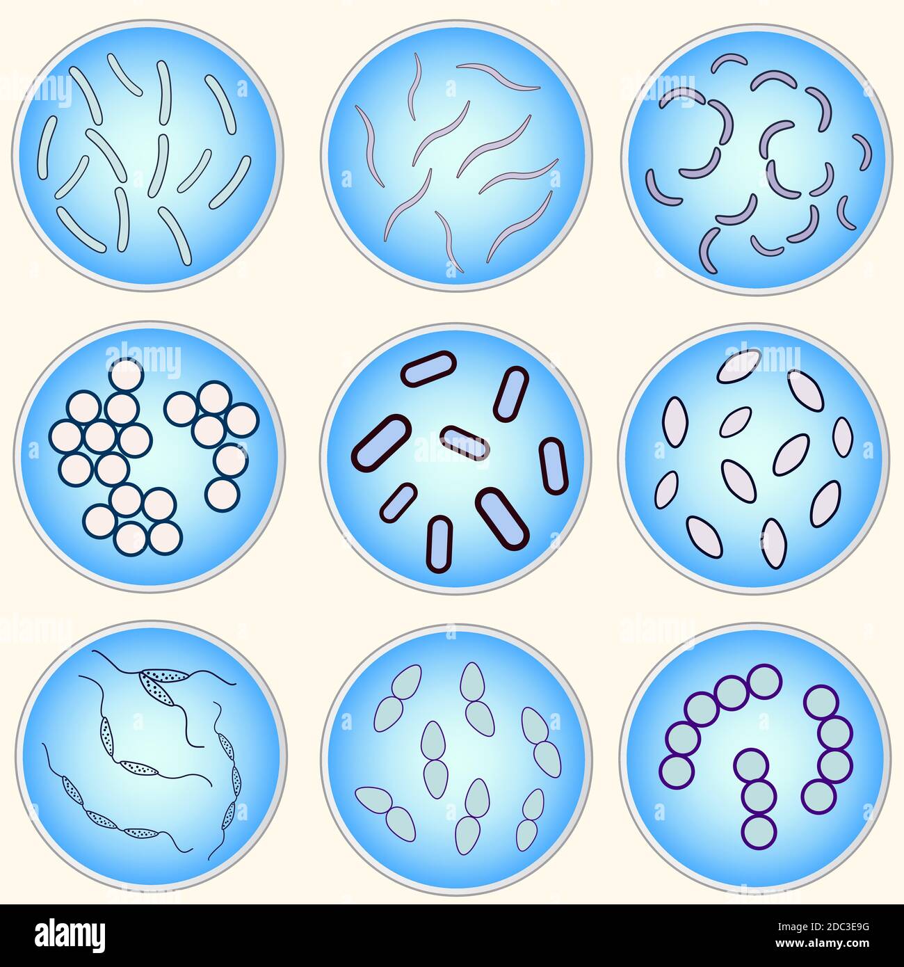 Petri Dish Bacteria Identification