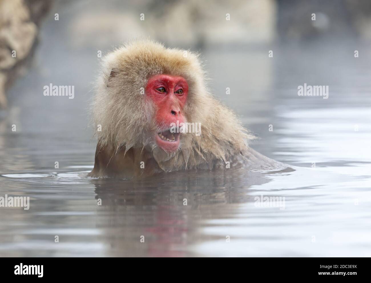 Japanese Macaque (Macaca fuscata) 'Snow Monkey' in thermal pool ...