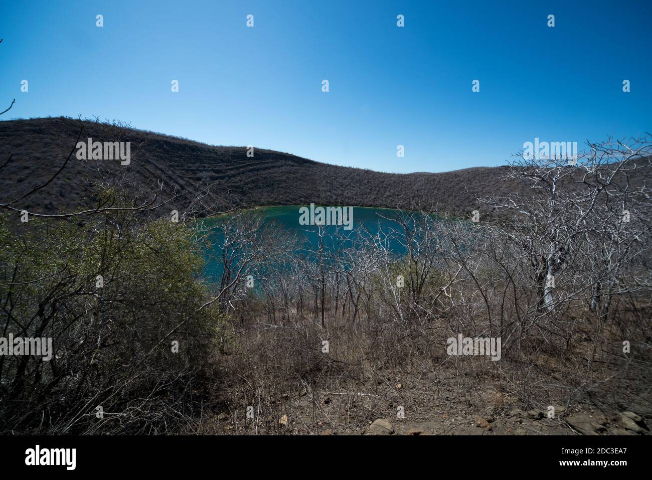 Palo santo trees around Darwin lake near the coast of Urbina Bay on ...