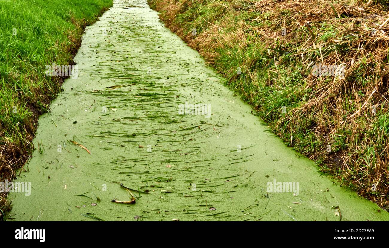 Green drainage ditch in meadow area, completely overgrown with water ...