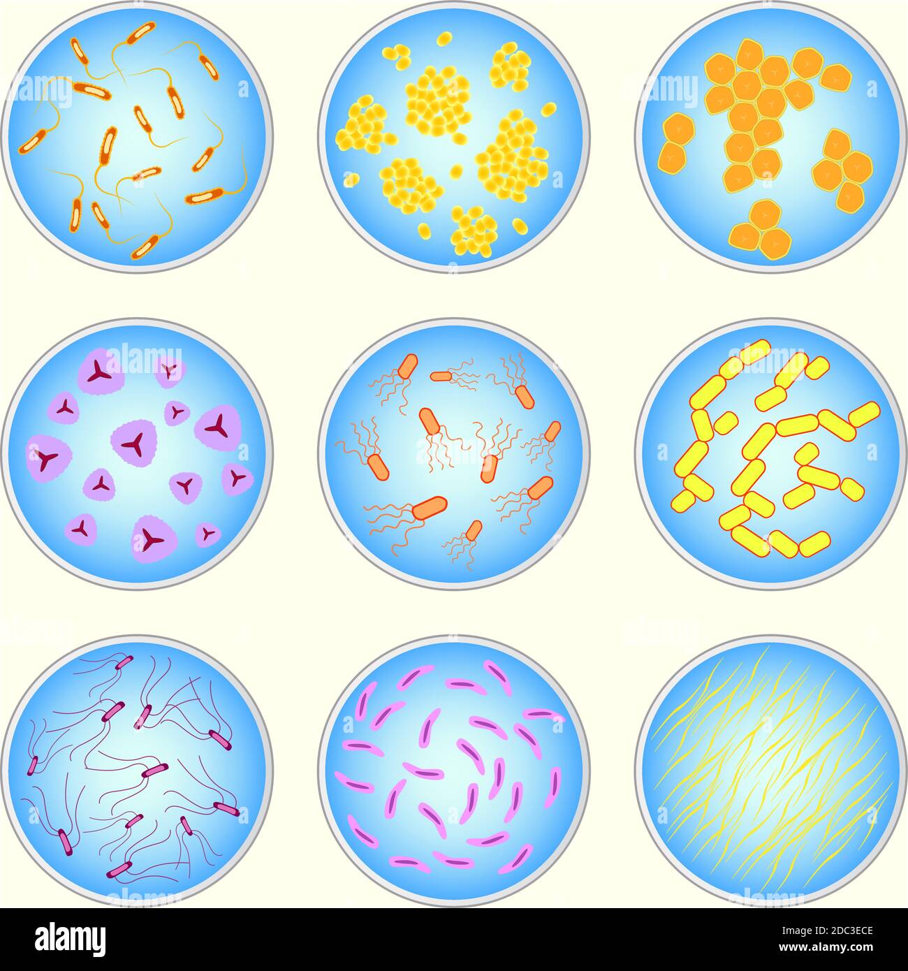 stylized image of different types of bacteria under microscope Stock ...