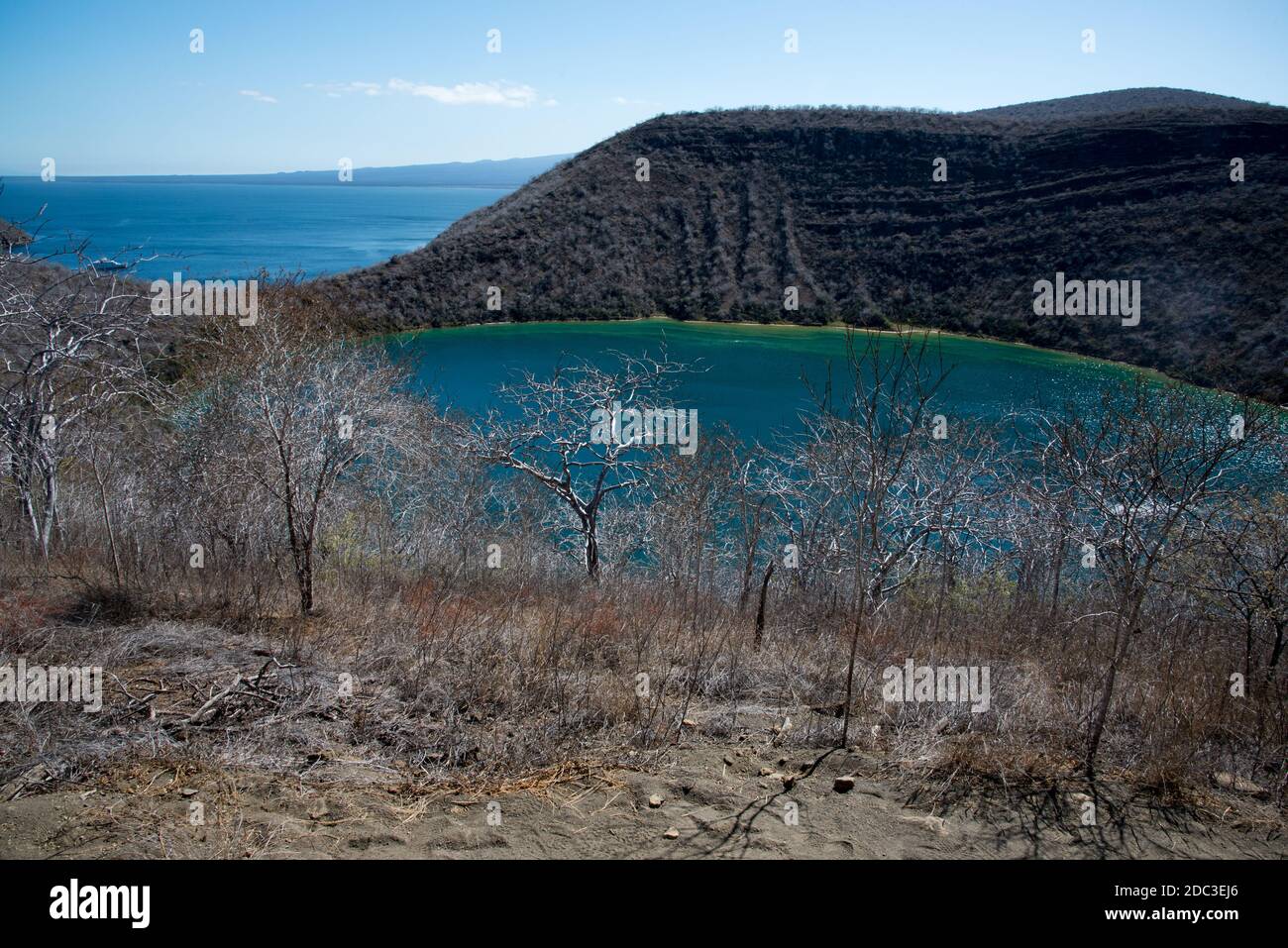 Palo santo trees around Darwin lake near the coast of Urbina Bay on ...