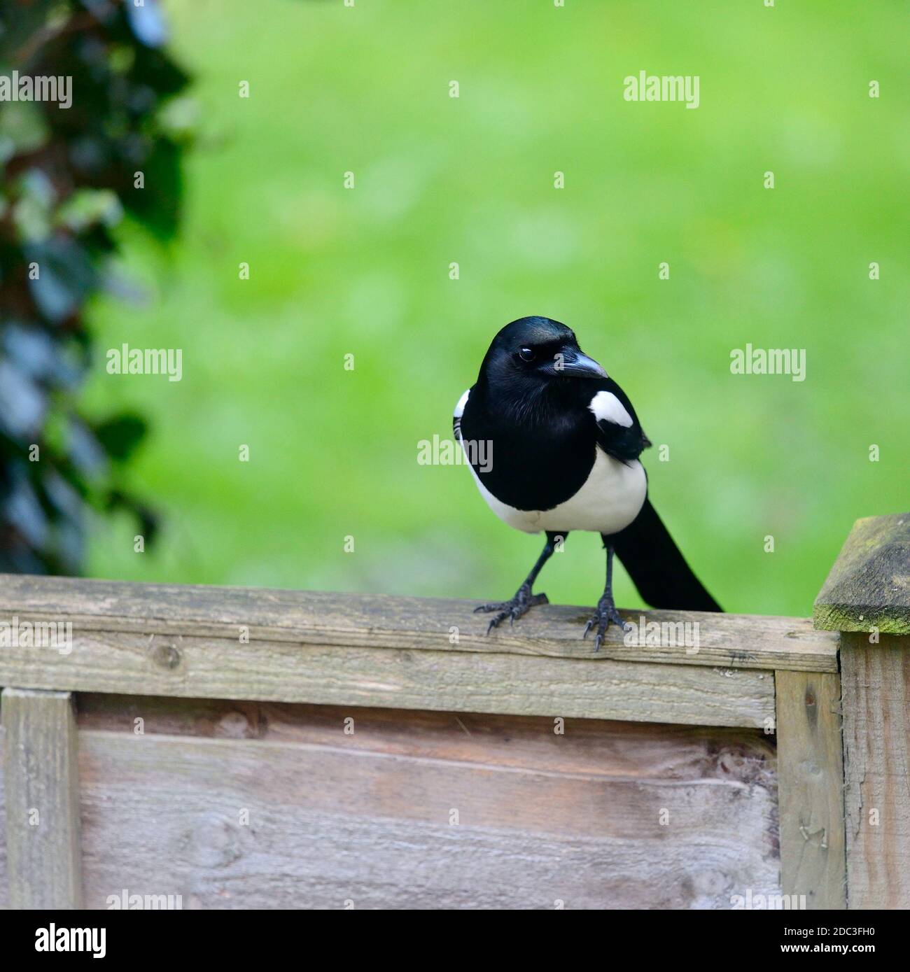 Magpie sitting on fence hi-res stock photography and images - Alamy
