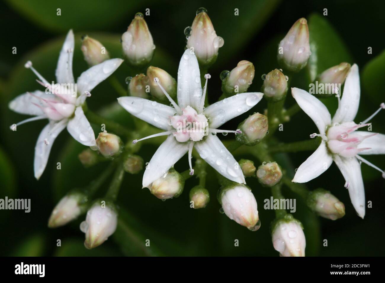 Geldbaum crassula ovata hi-res stock photography and images - Alamy