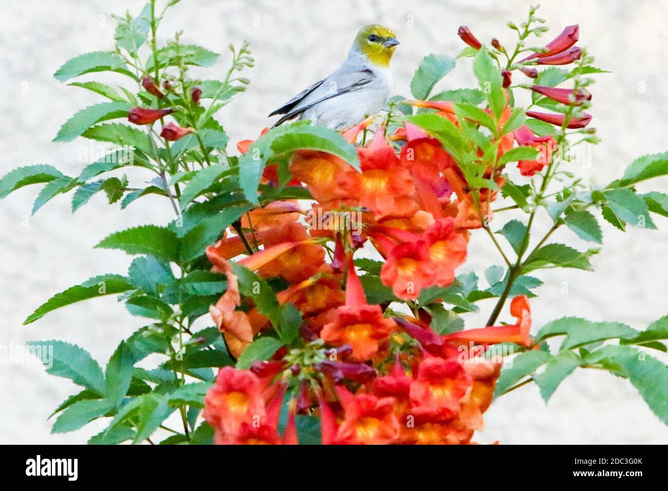 Verdin bird hi-res stock photography and images - Alamy