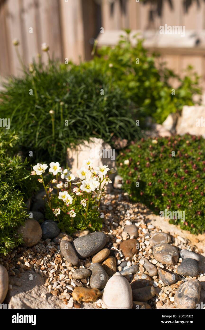 Saxifraga ‘Alpino Early Lime’ in flower in spring in a rockery setting ...