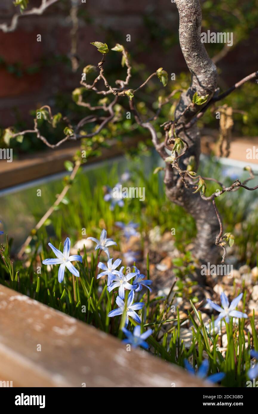 Corkscrew hazel shrub hi-res stock photography and images - Alamy