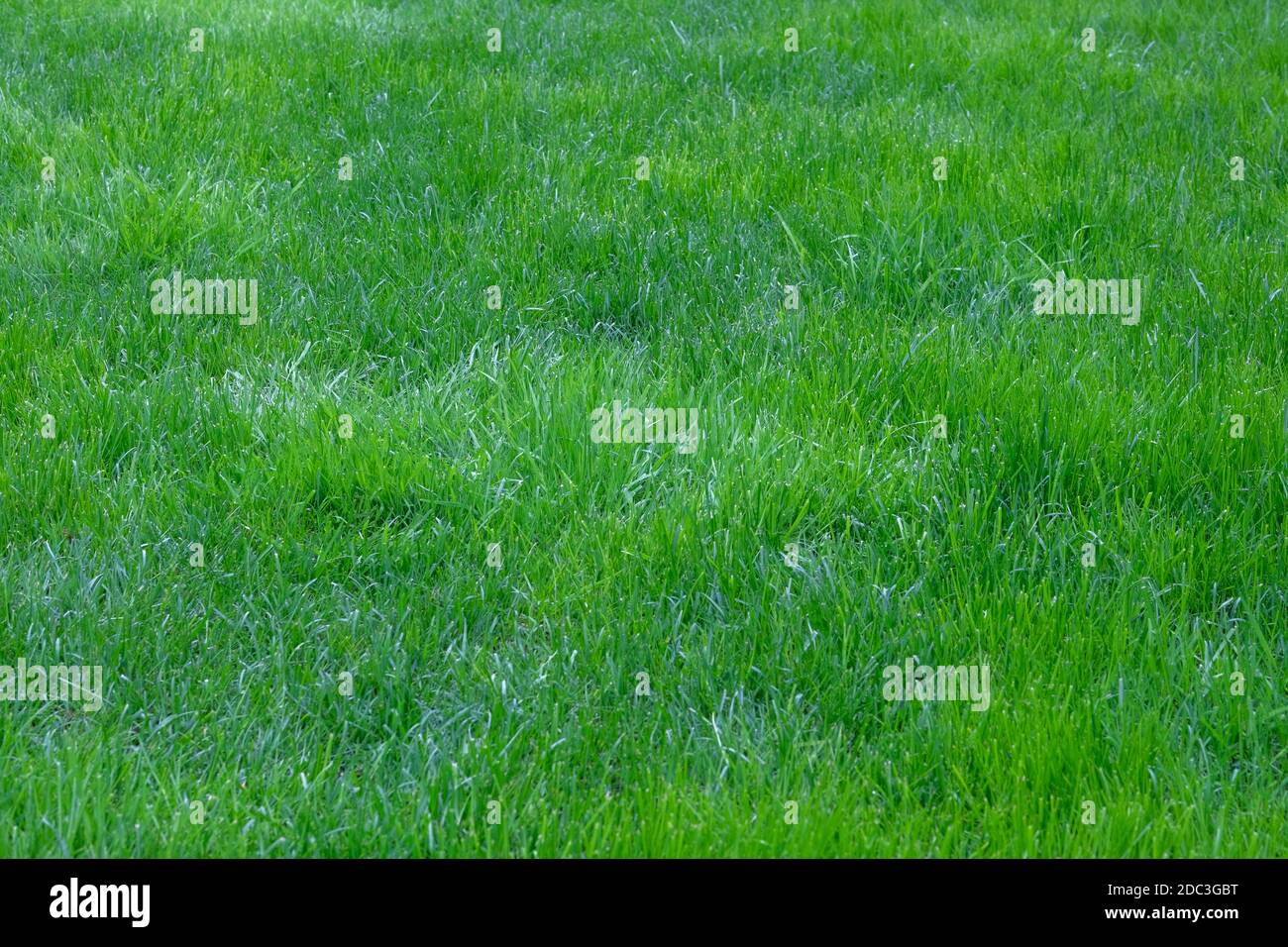 Ecological environment in city. Green grass of lawn has recently been ...