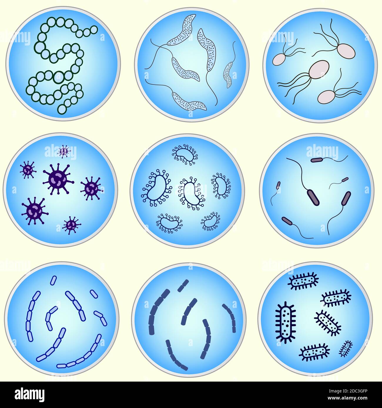 Petri Dish Bacteria Identification