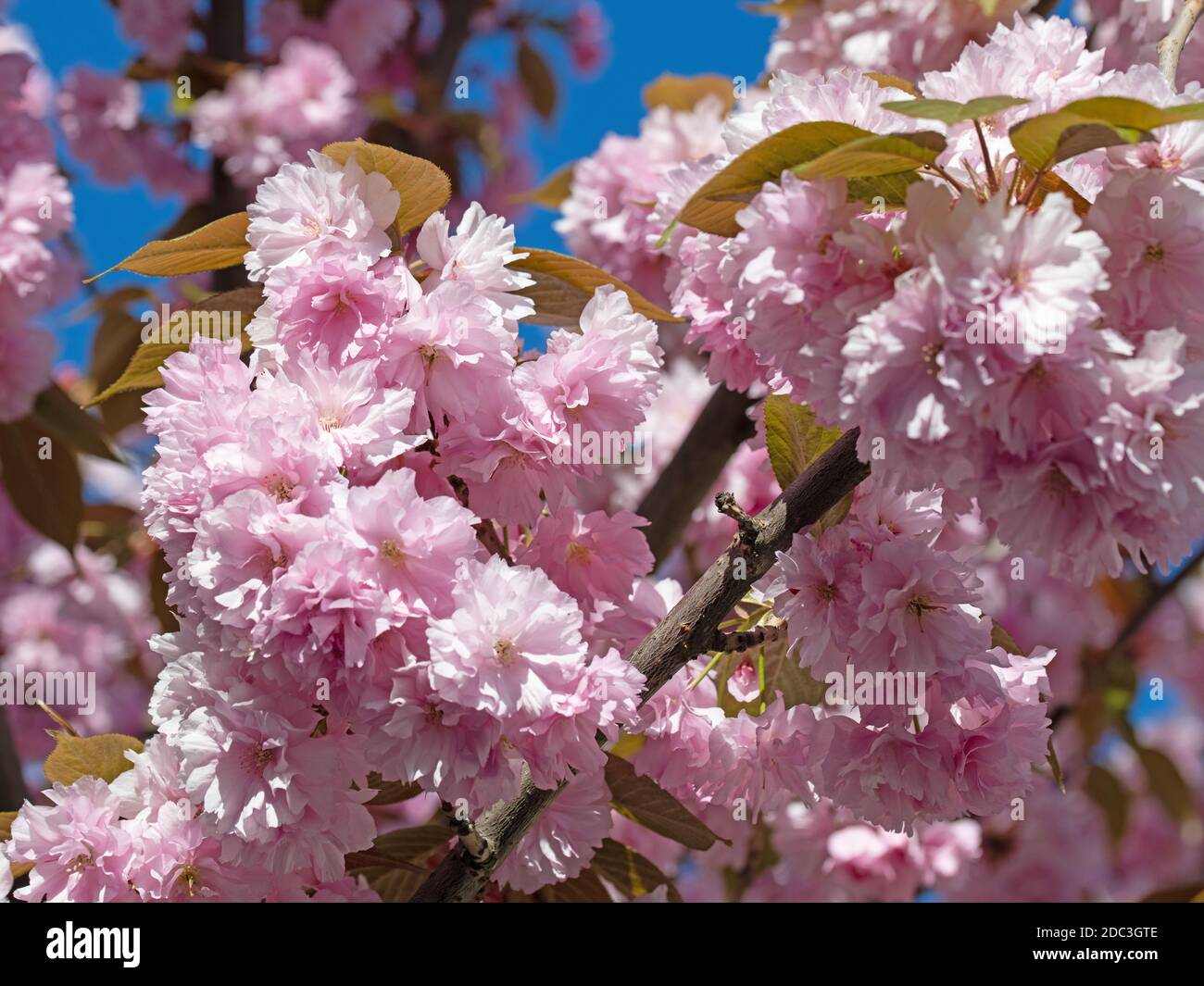 Japanese clove cherry, Prunus serrulata, flowering in spring Stock ...