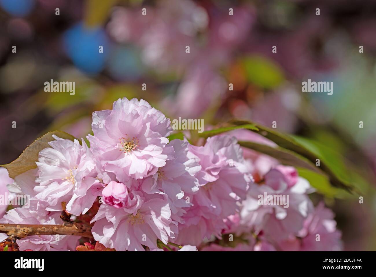 Japanese ornamental cherries in bloom hi-res stock photography and ...