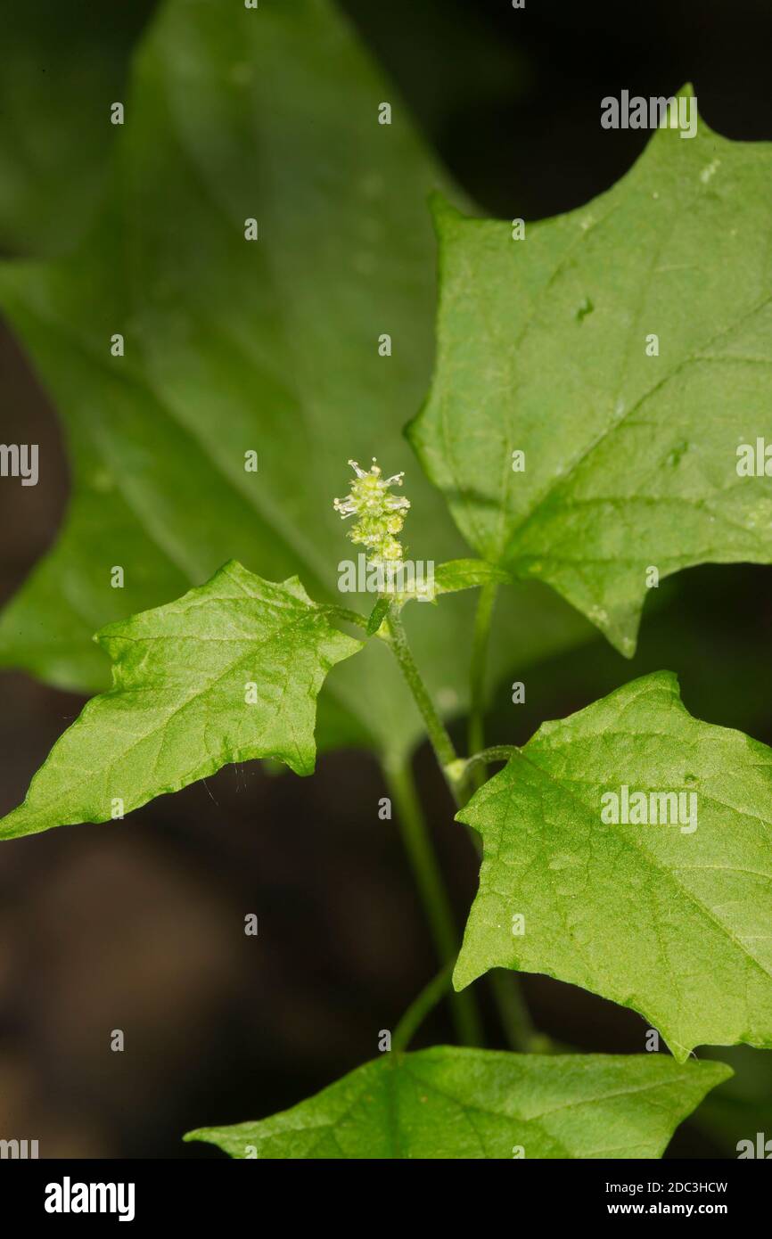 Mapleleaf High Resolution Stock Photography and Images - Alamy