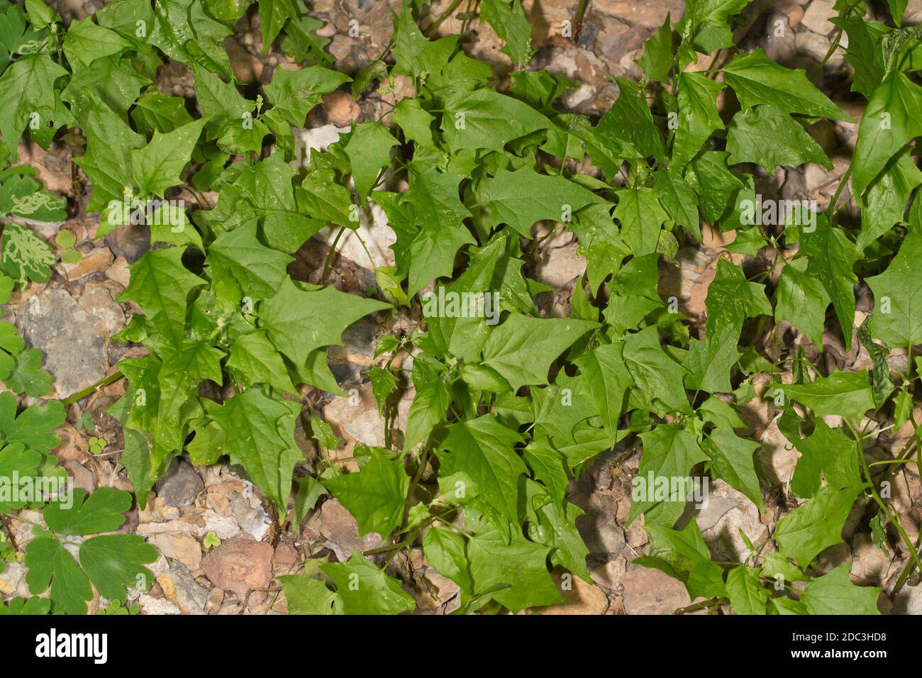 Mapleleaf High Resolution Stock Photography and Images - Alamy