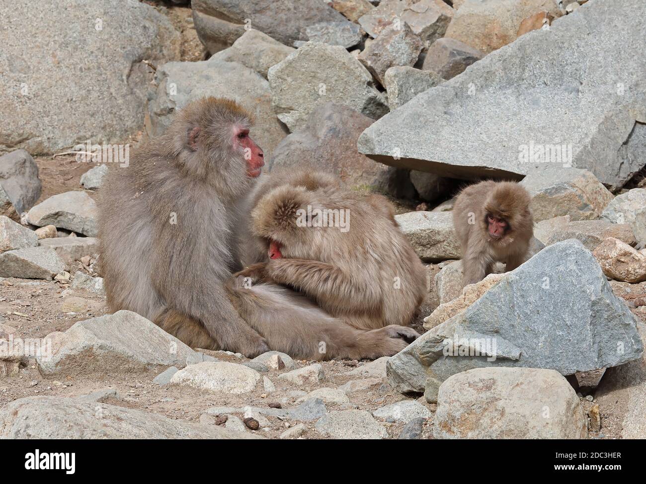 Japanese Macaque (Macaca fuscata) 'Snow Monkey' social grooming ...