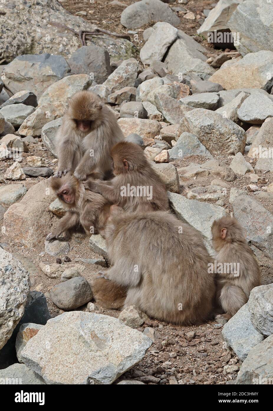 Japanese Macaque (Macaca fuscata) 'Snow Monkey' social grooming ...