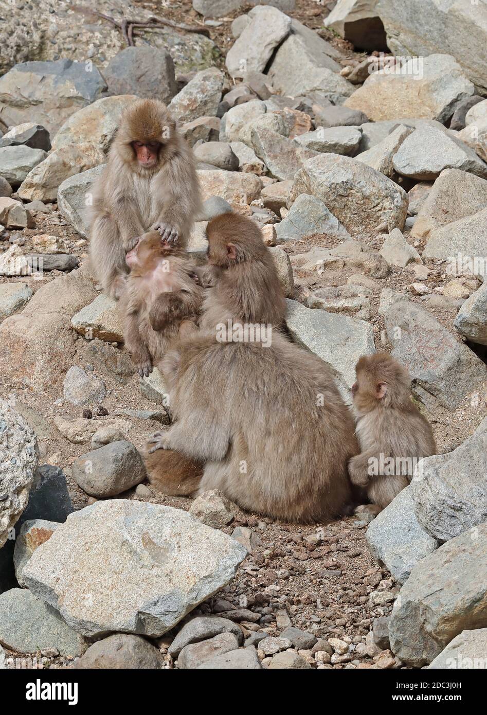 Japanese Macaque (Macaca fuscata) 'Snow Monkey' social grooming ...