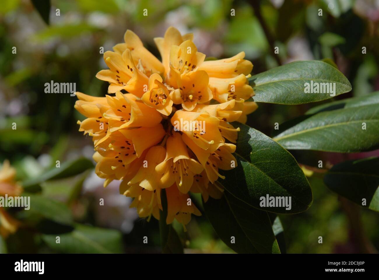 Yellow, trumpet shaped Azalea flowers in spring garden Stock Photo - Alamy