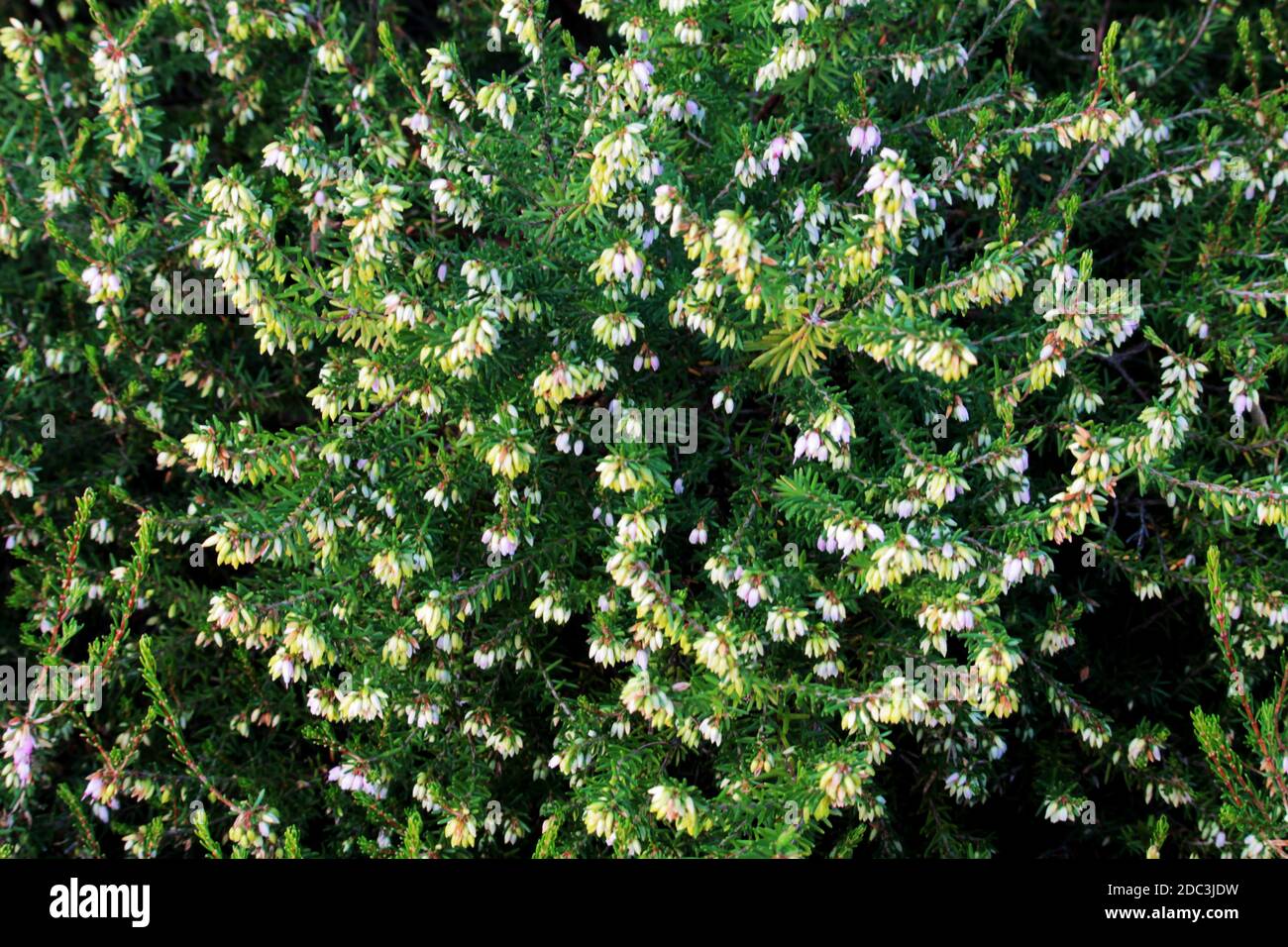 Rosemary texture hi-res stock photography and images - Alamy