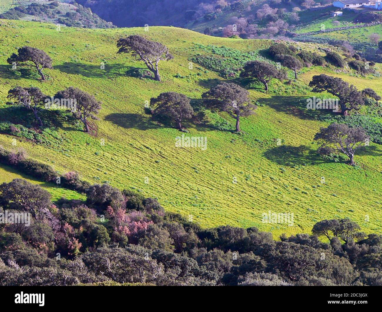 Sardinian trees hi-res stock photography and images - Alamy
