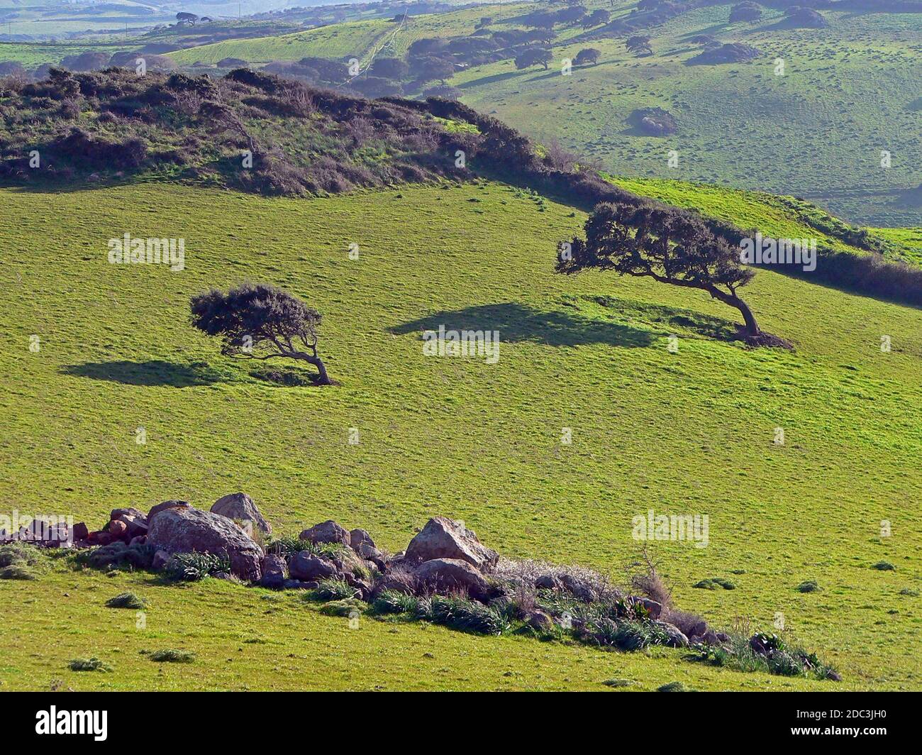 Sardinian trees hi-res stock photography and images - Alamy