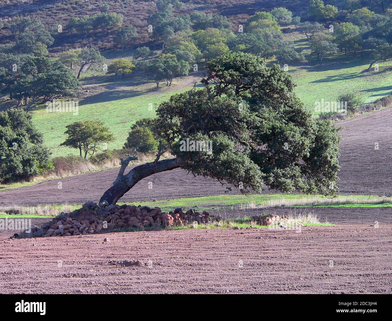 Sardinian trees hi-res stock photography and images - Alamy