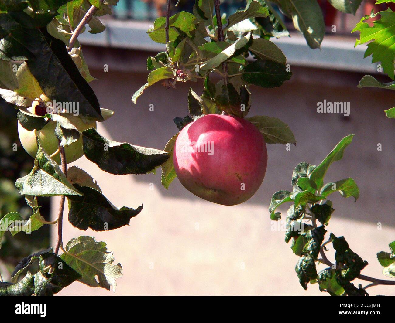 Eat apple tree hi-res stock photography and images - Alamy