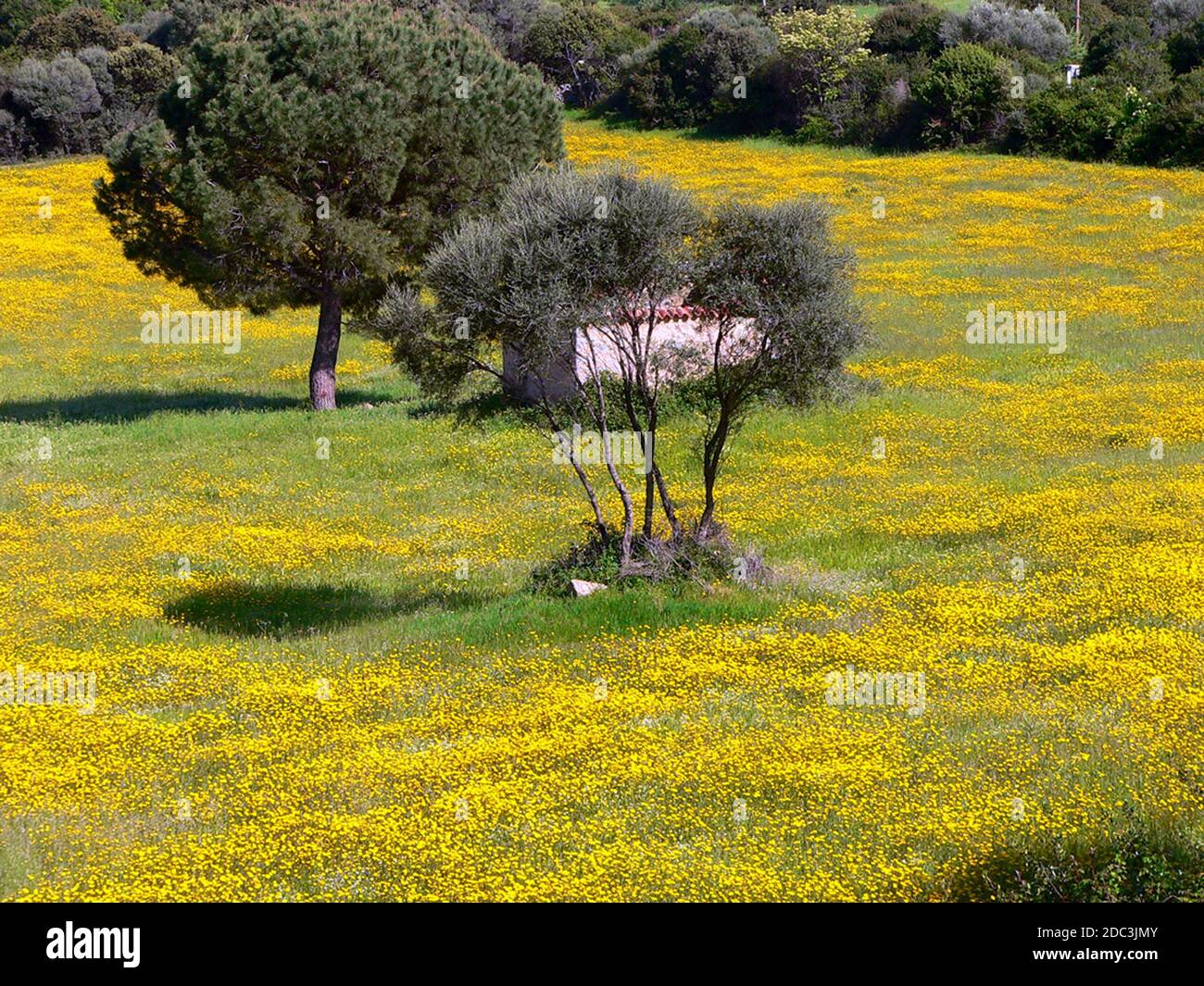 Sardinia countryside in spring Stock Photo - Alamy