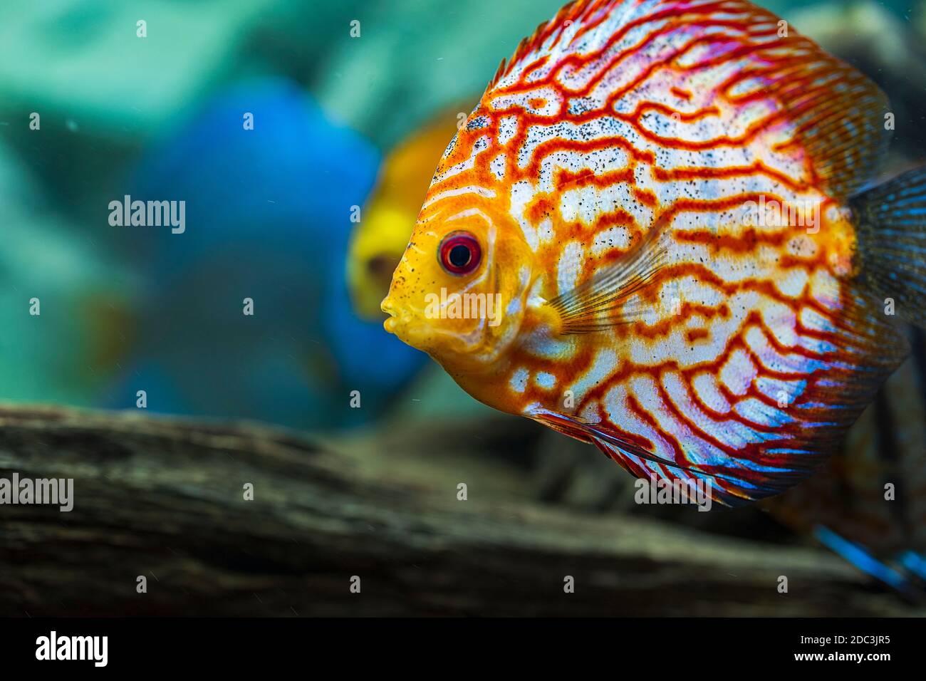 Close up view of gorgeous checkerboard red map discus aquarium fish ...