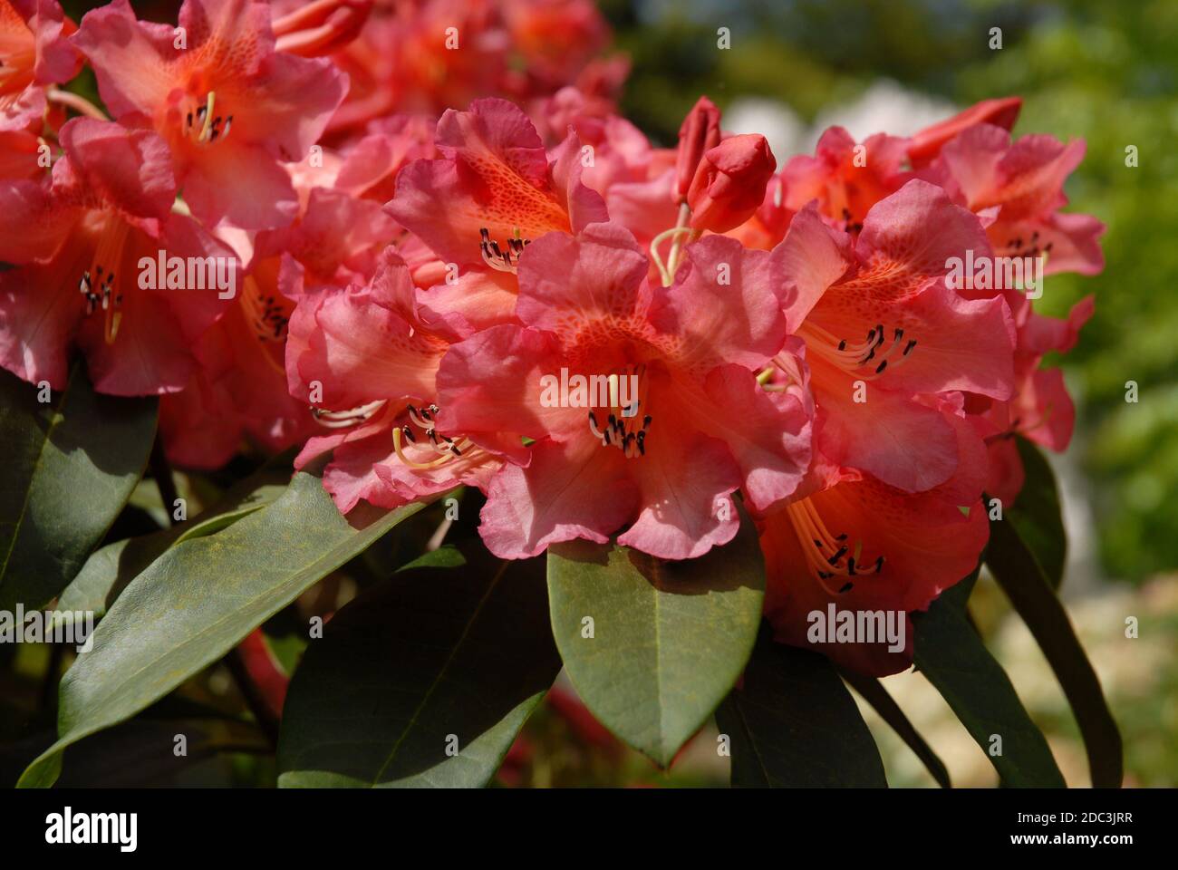 Rhododendron flowers in garden hi-res stock photography and images - Alamy