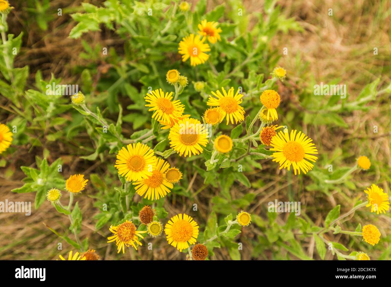Common Fleabane