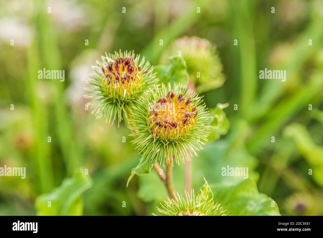 Budding flower hi-res stock photography and images - Alamy