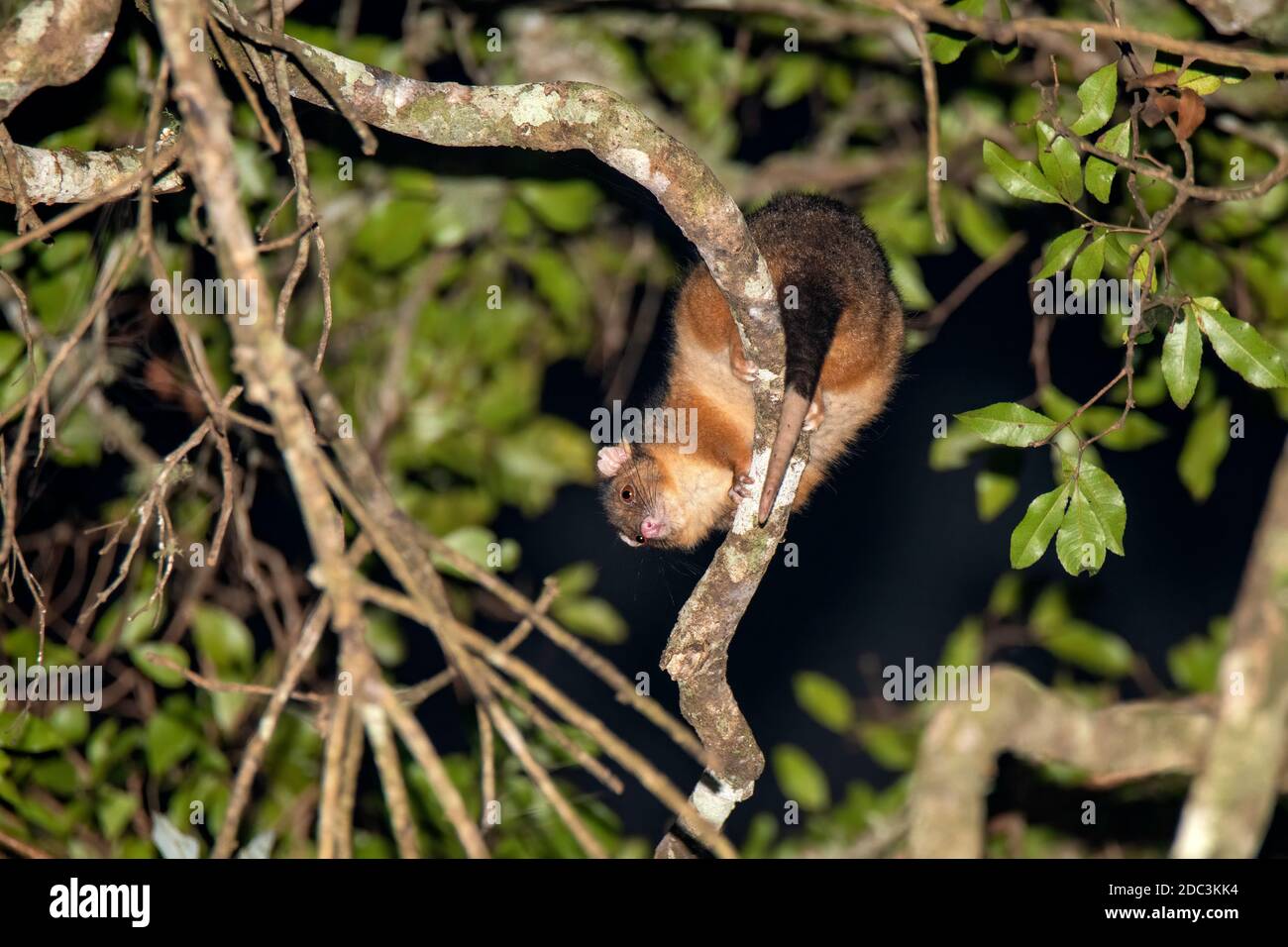 Common Ringtail Possum Pseudocheirus peregrinus O'Reilly's Rainforest ...