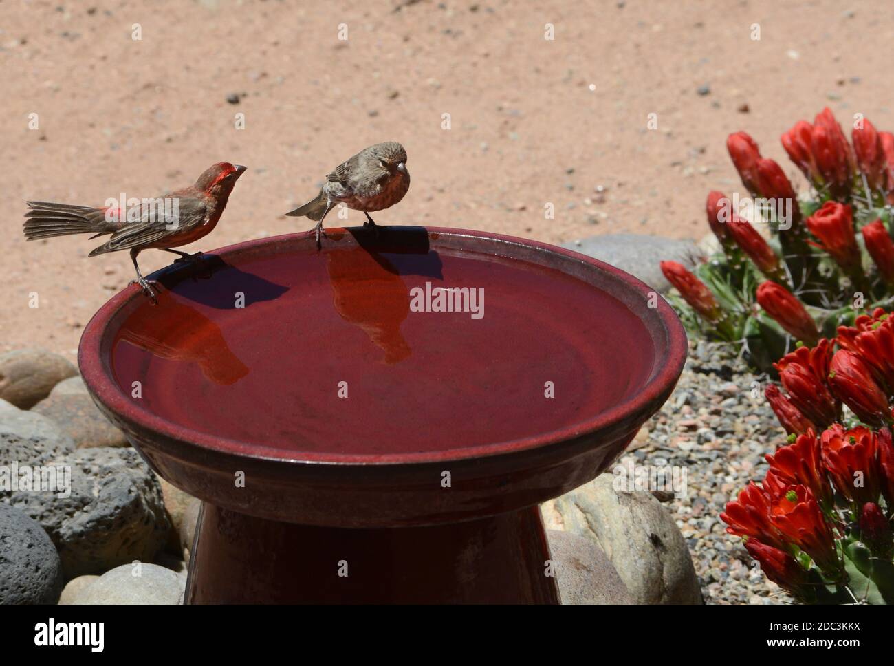 Male and female house finches (Haemorhous Mexicanus)visit a backyard ...