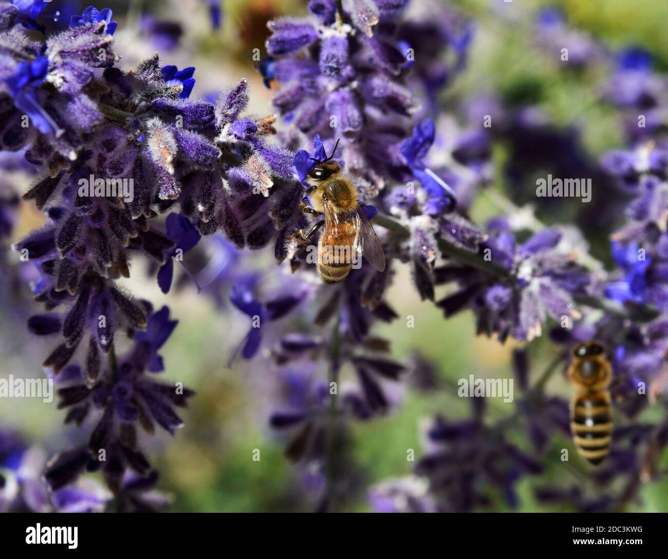 Honey bees feed on Russian sage blossoms in Santa Fe, New Mexico Stock ...