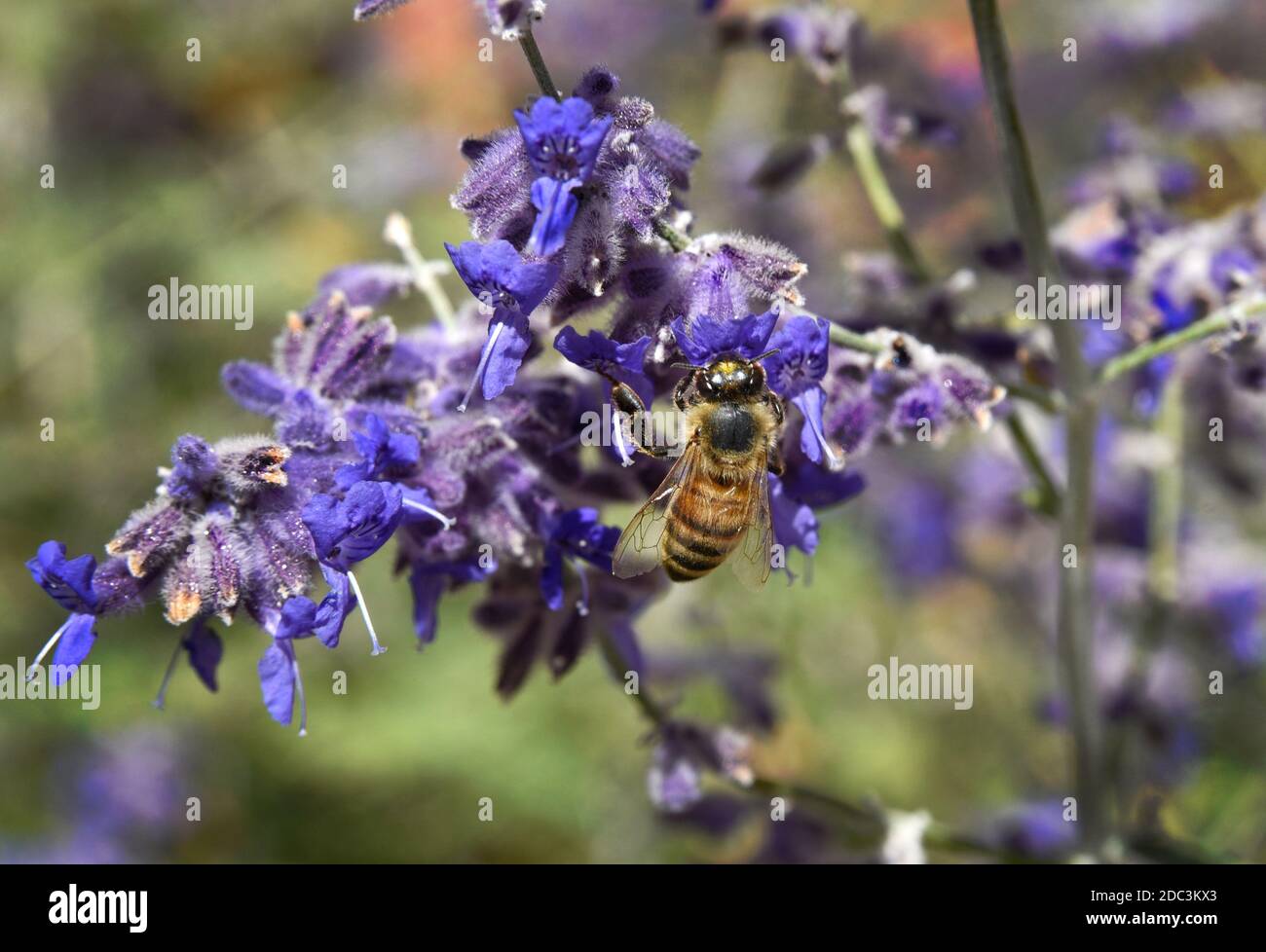 Russian honey bee hi-res stock photography and images - Alamy