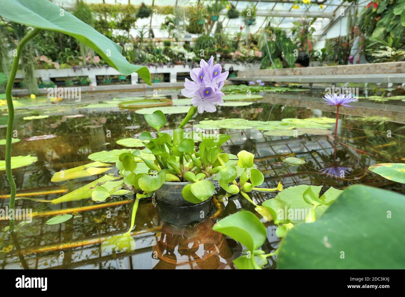 Water hyacinth growing in the pond in botanical garden glasshouse Stock ...