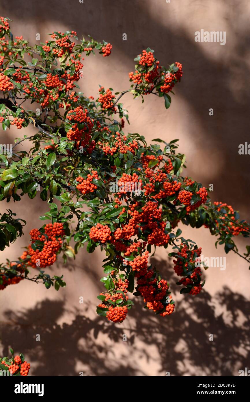 A Pyrancantha (Firethorn) shrub with berries in Santa Fe, New Mexico ...